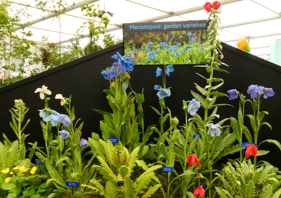 The Meconopsis Group - RHS Chelsea Flower Show 2025 (Add)